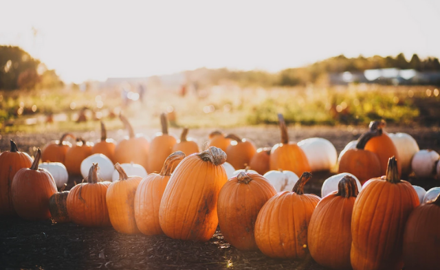 Our 4 Favourite Toronto Pumpkin Patches – Jenny & Andy